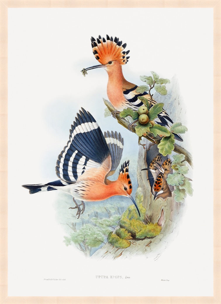 Upupa Epops – Vintage Restored Print – Hope and Feathers Framing