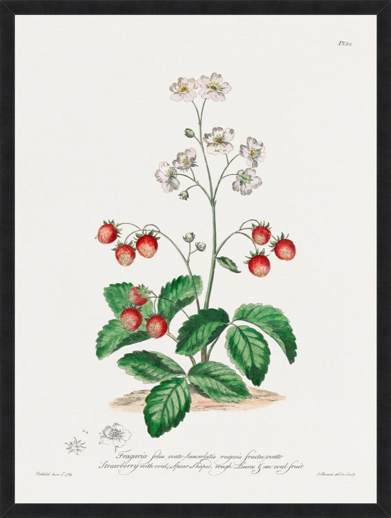 Strawberries – Vintage Botanical Print – Hope and Feathers Framing